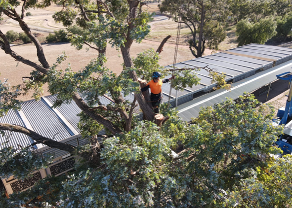 Wagga Tree Care | On The Mark Tree Service Wagga Wagga